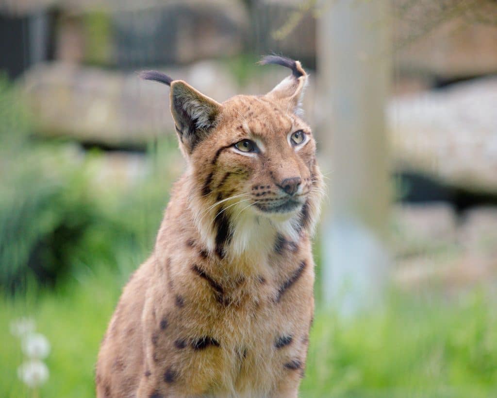 Carpathian lynx - Newquay Zoo