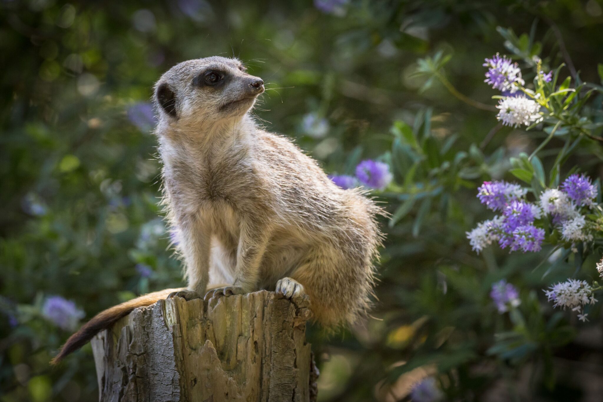 Meerkat - Newquay Zoo