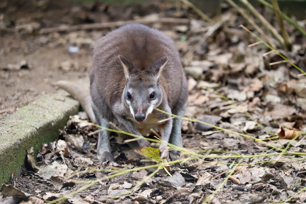 Dusky pademelon - Newquay Zoo