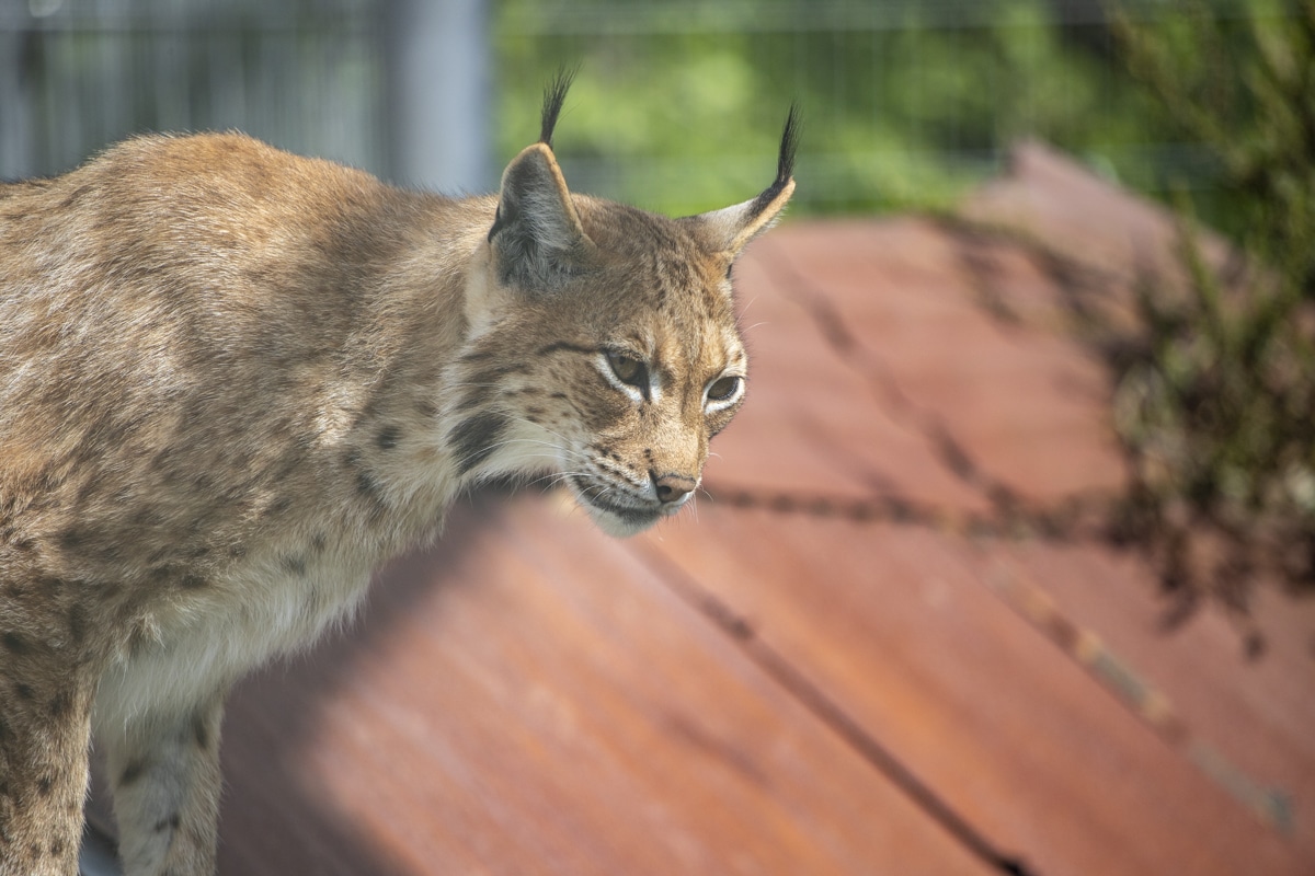 Carpathian lynx - Newquay Zoo
