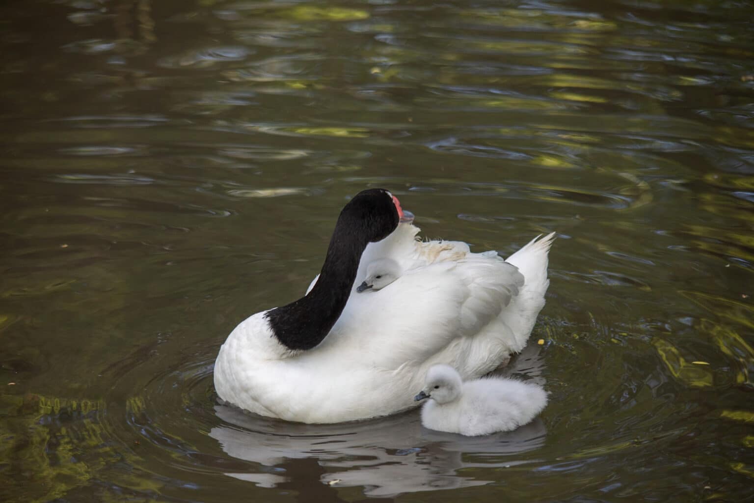 Bird Breeding Season is in full swing! - Newquay Zoo