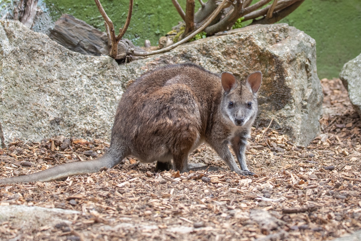 Parma wallaby - Newquay Zoo