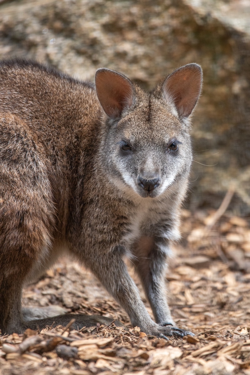 Parma wallaby - Newquay Zoo