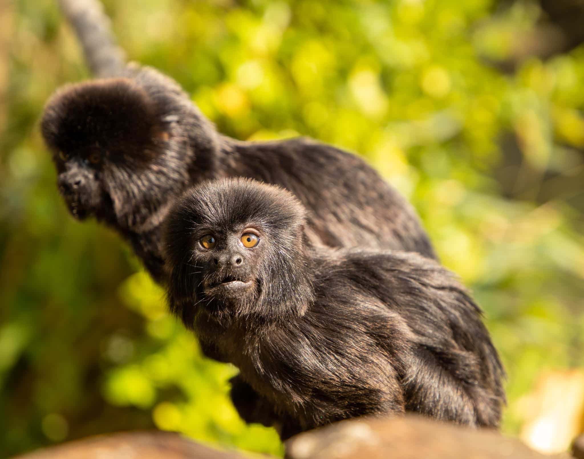 Goeldi's monkey - Newquay Zoo