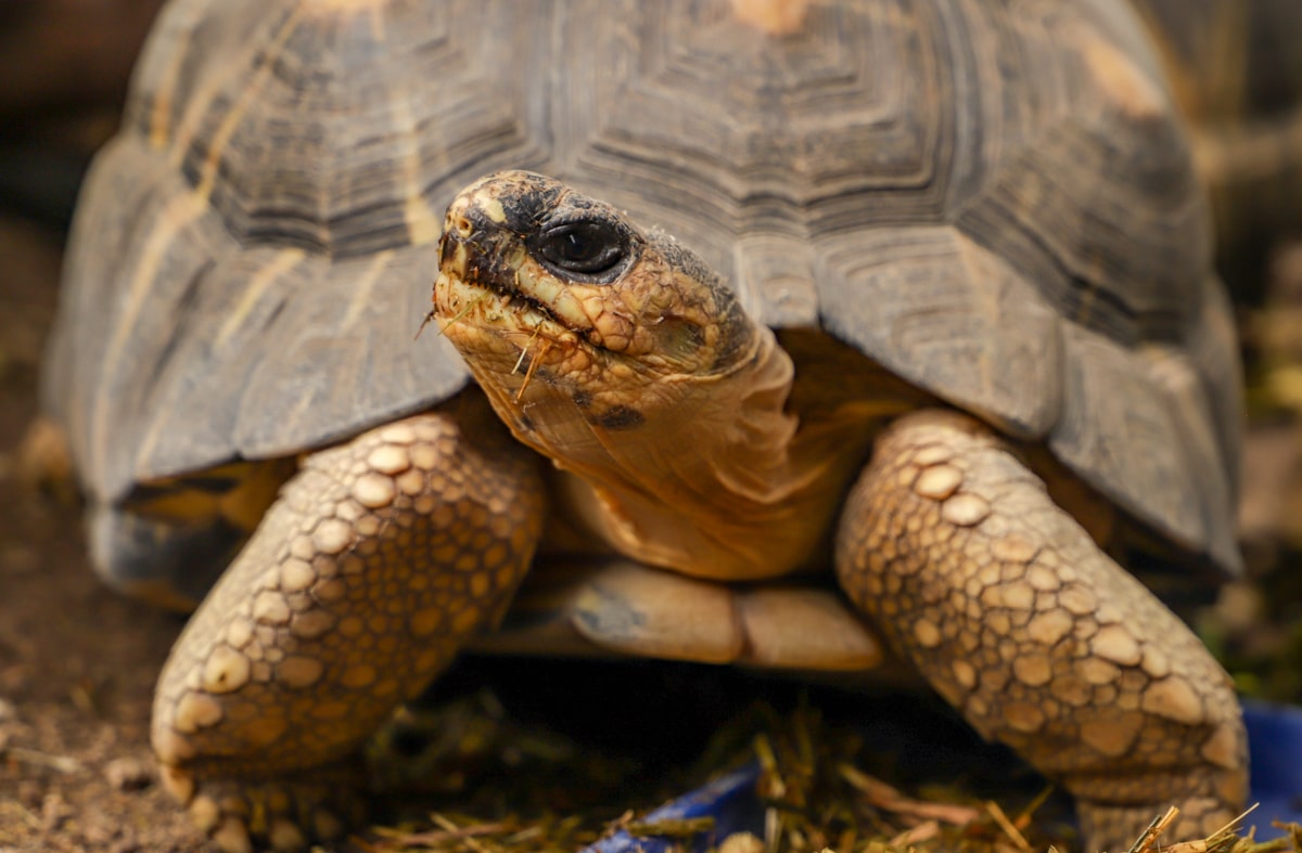Radiated tortoise - Newquay Zoo
