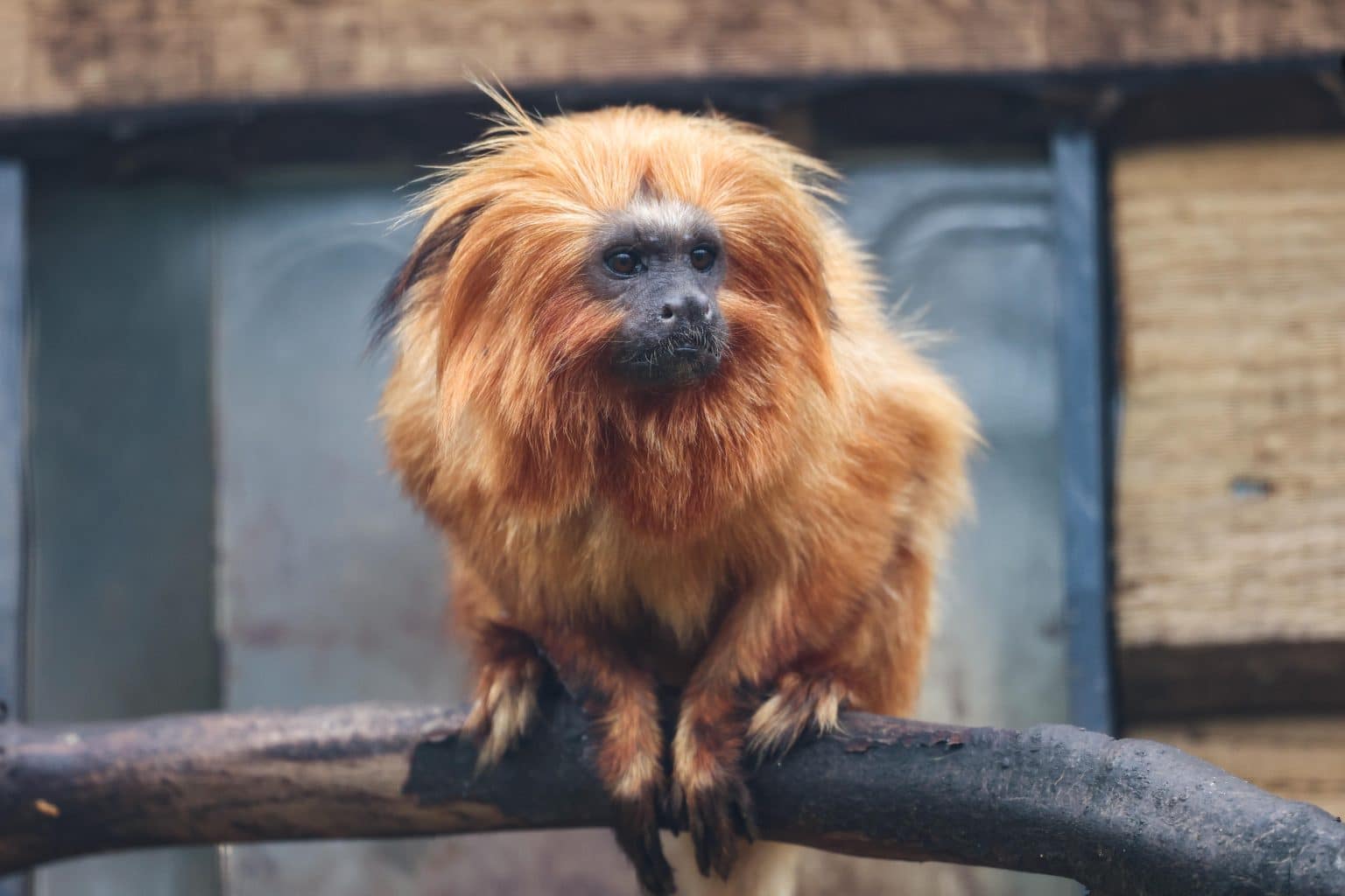 Golden lion tamarin - Newquay Zoo