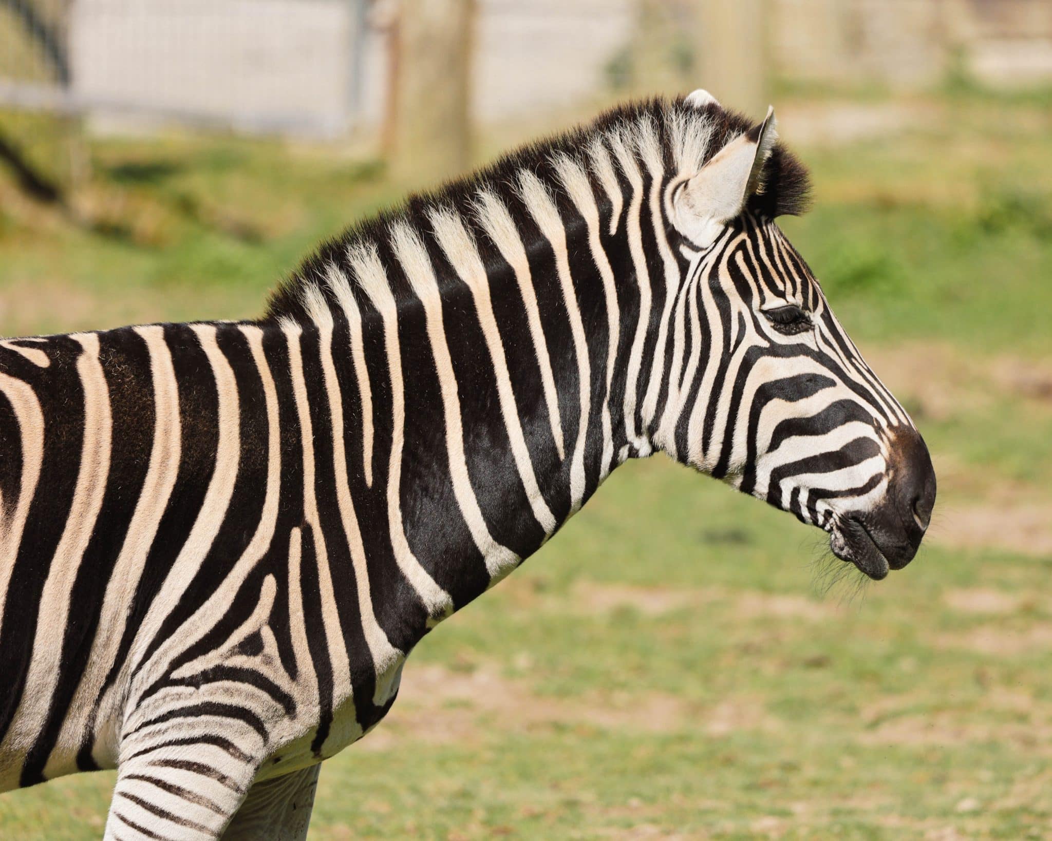 Chapman's zebra - Newquay Zoo