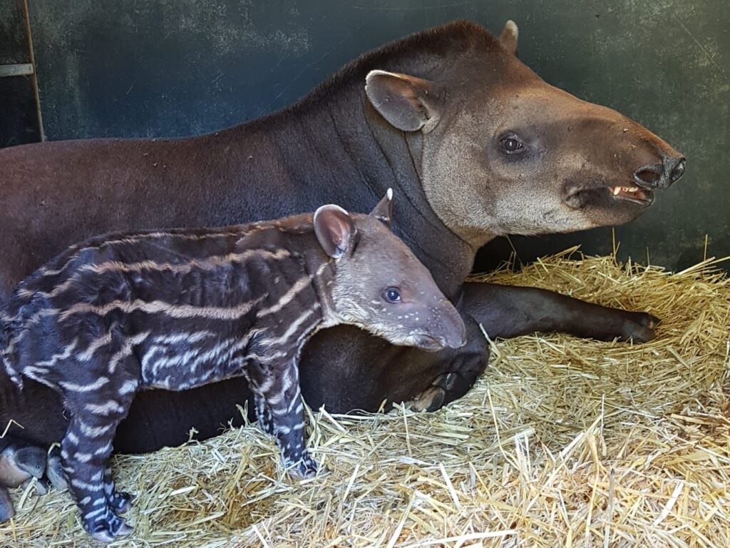An adorable baby Tapir has been born - Newquay Zoo