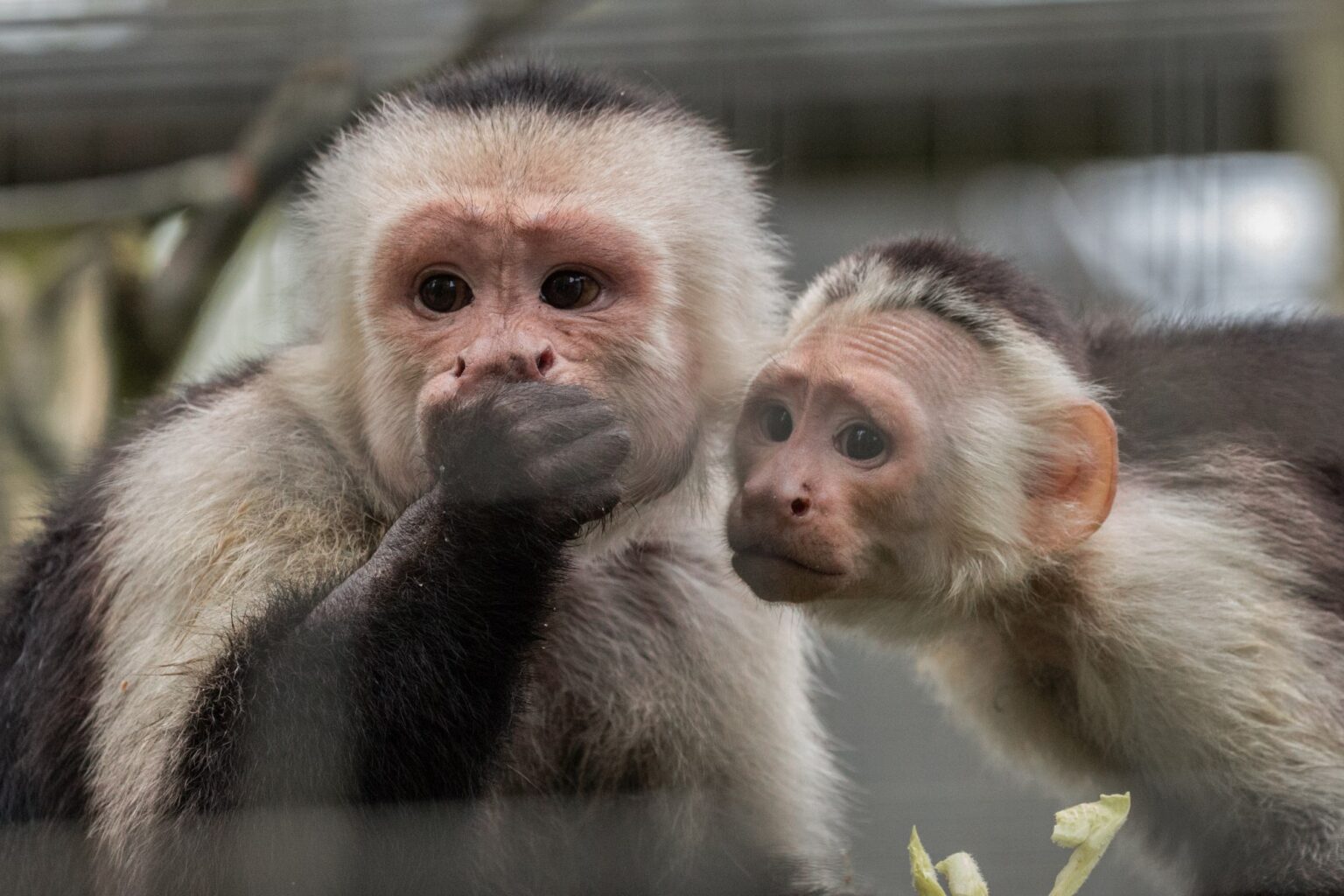 White-throated capuchin - Newquay Zoo