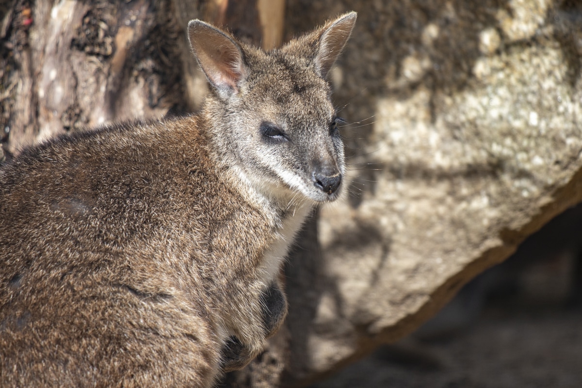 Parma wallaby - Newquay Zoo