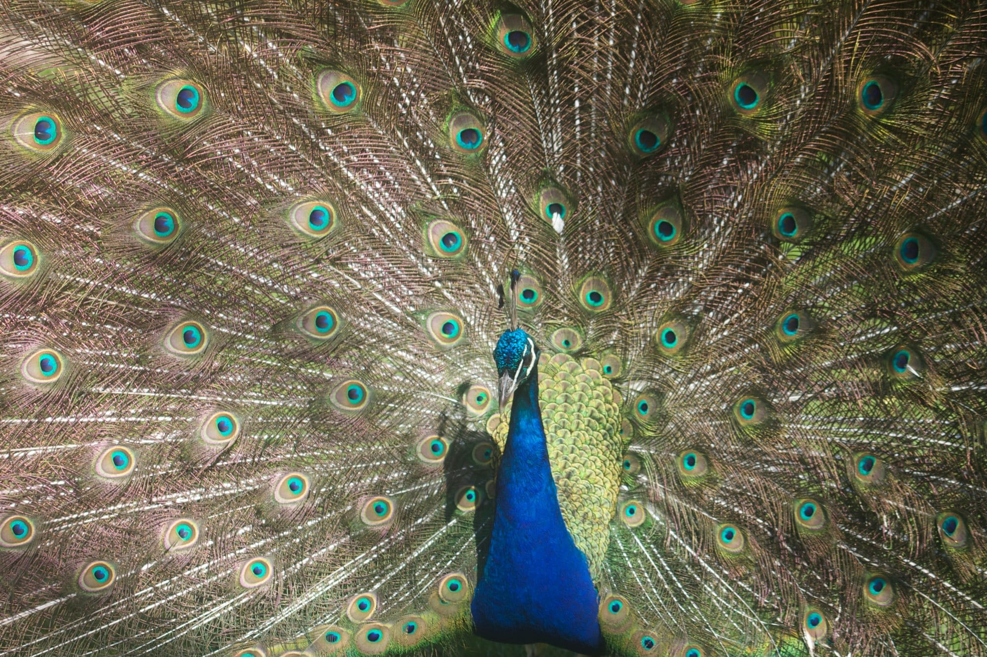 Facts & Figures - Newquay Zoo