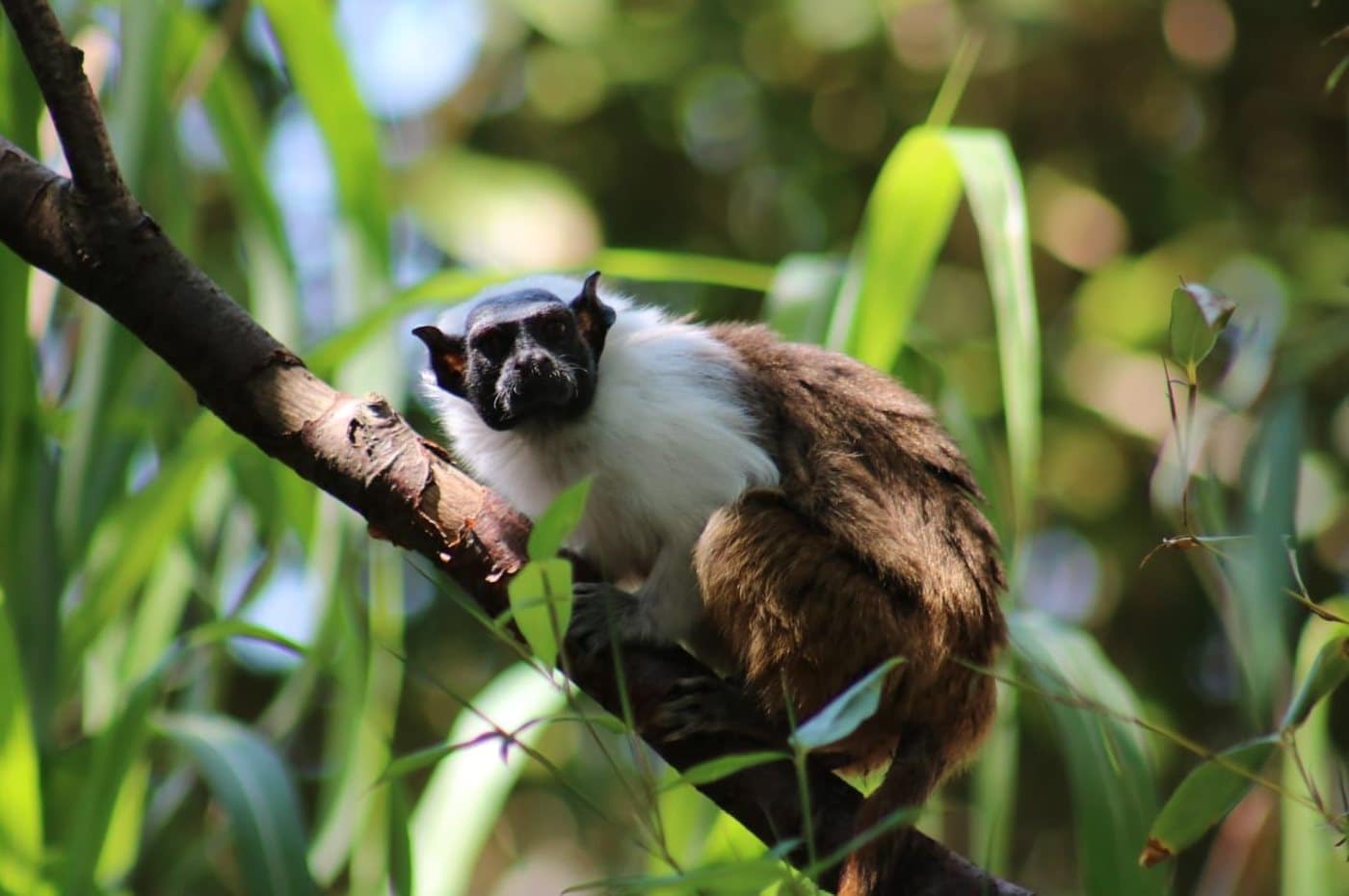 Pied tamarin - Newquay Zoo