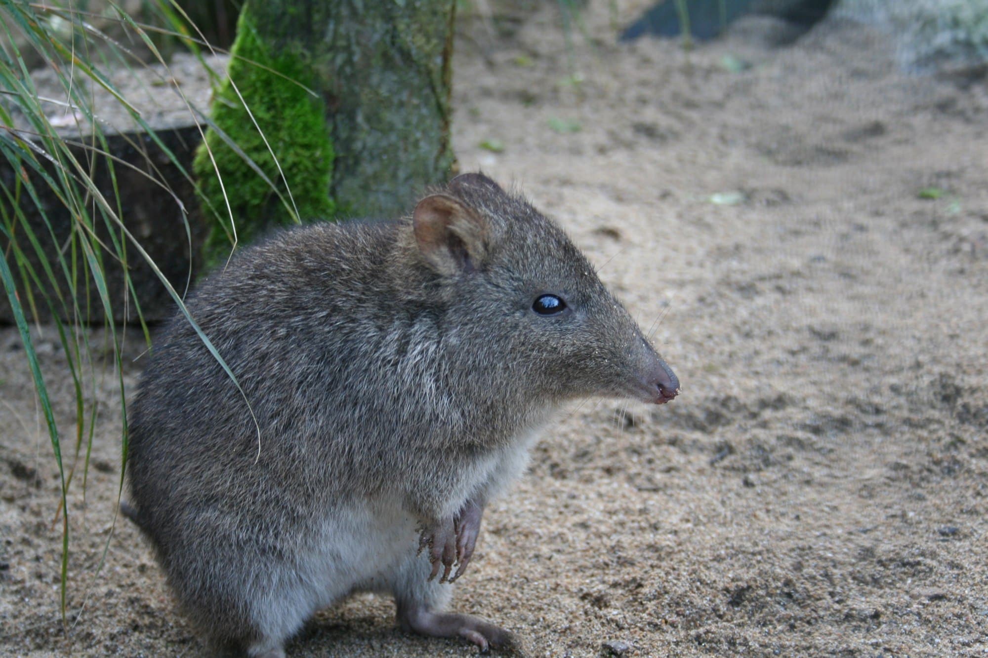 Long-nosed potoroo - Newquay Zoo