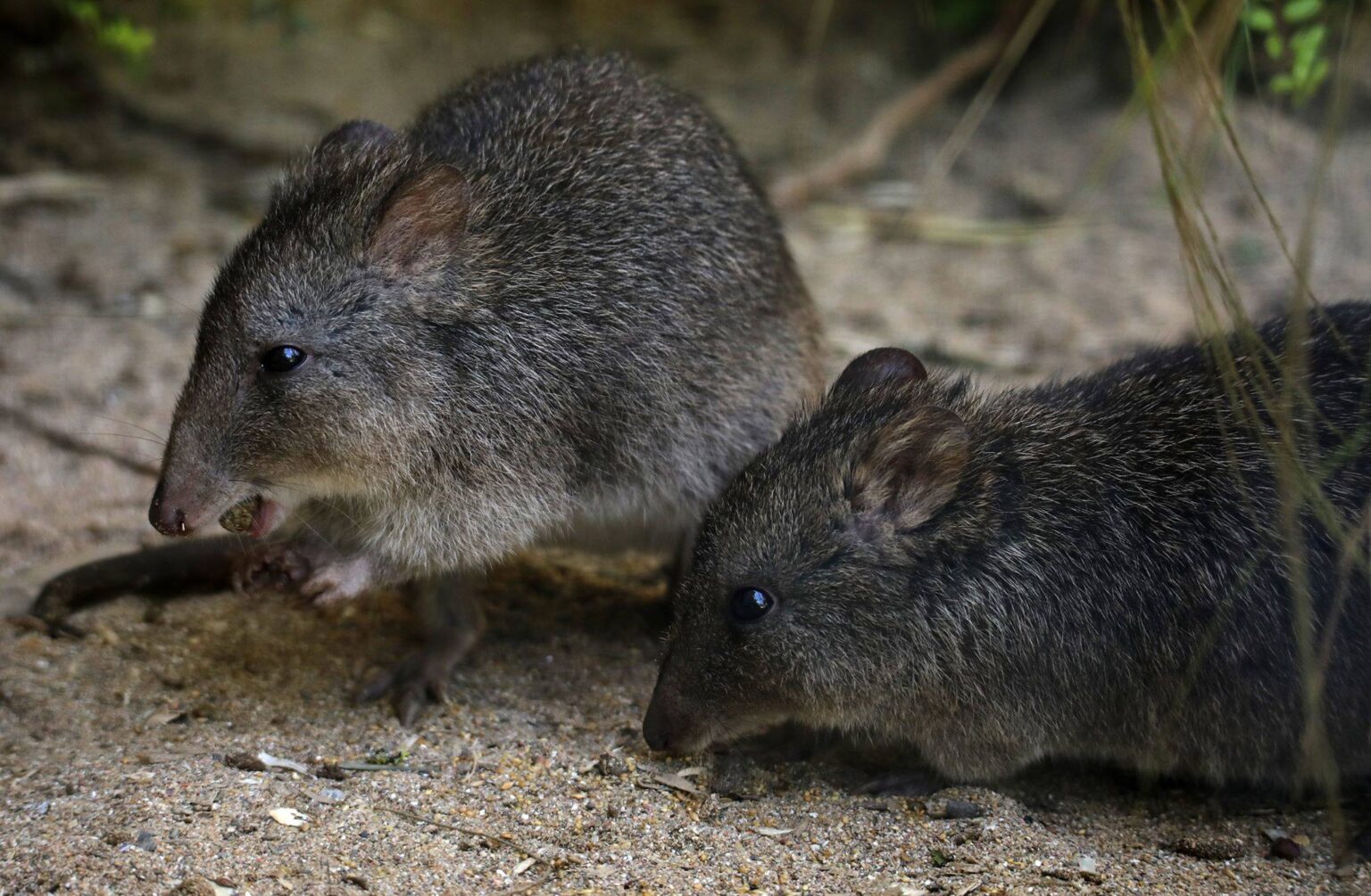 Long-nosed potoroo - Newquay Zoo