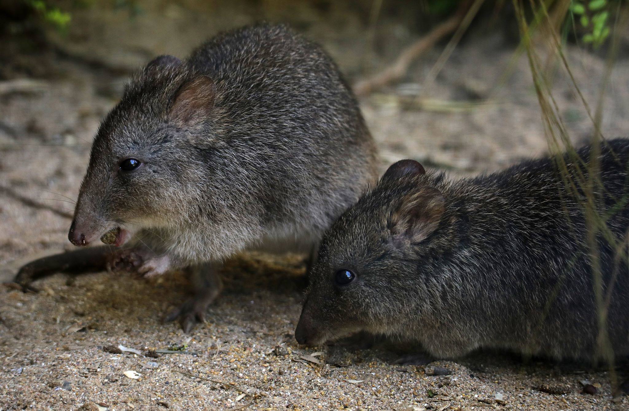 Long-nosed potoroo - Newquay Zoo