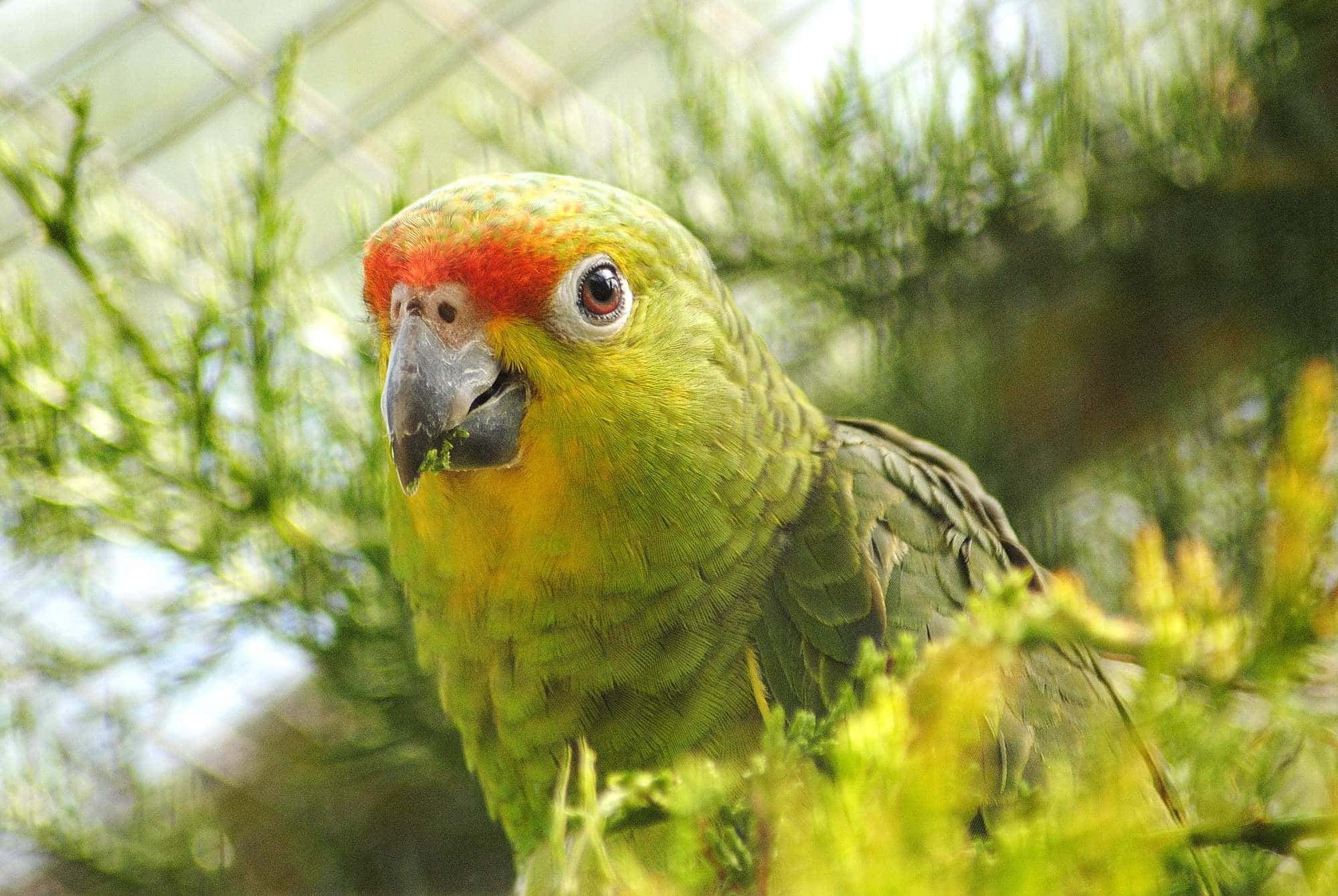 Lilacine Amazon parrot - Newquay Zoo