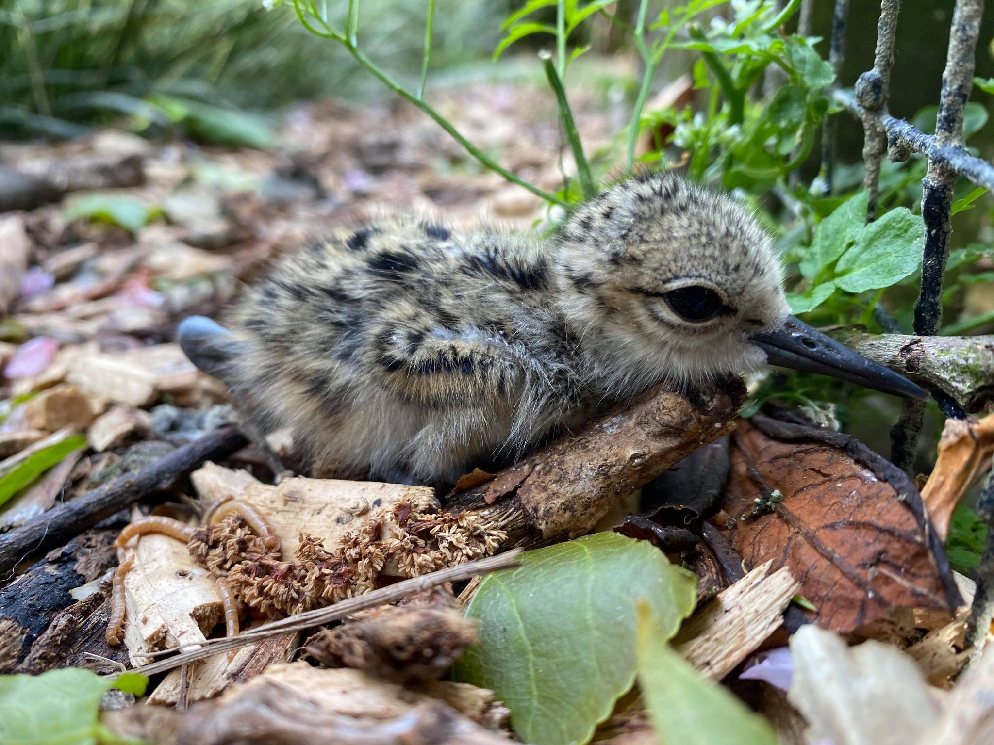 Bird Breeding Season is in full swing! - Newquay Zoo