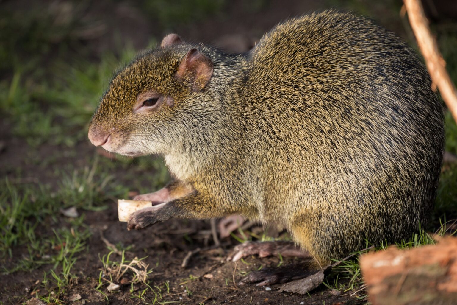 Azara's agouti - Newquay Zoo