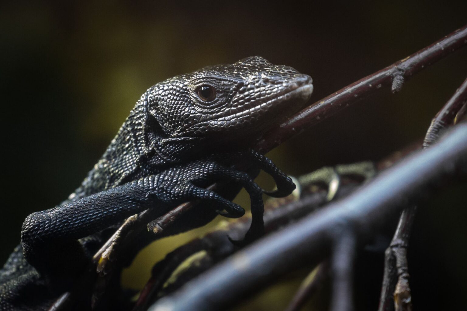 Black tree monitor - Newquay Zoo
