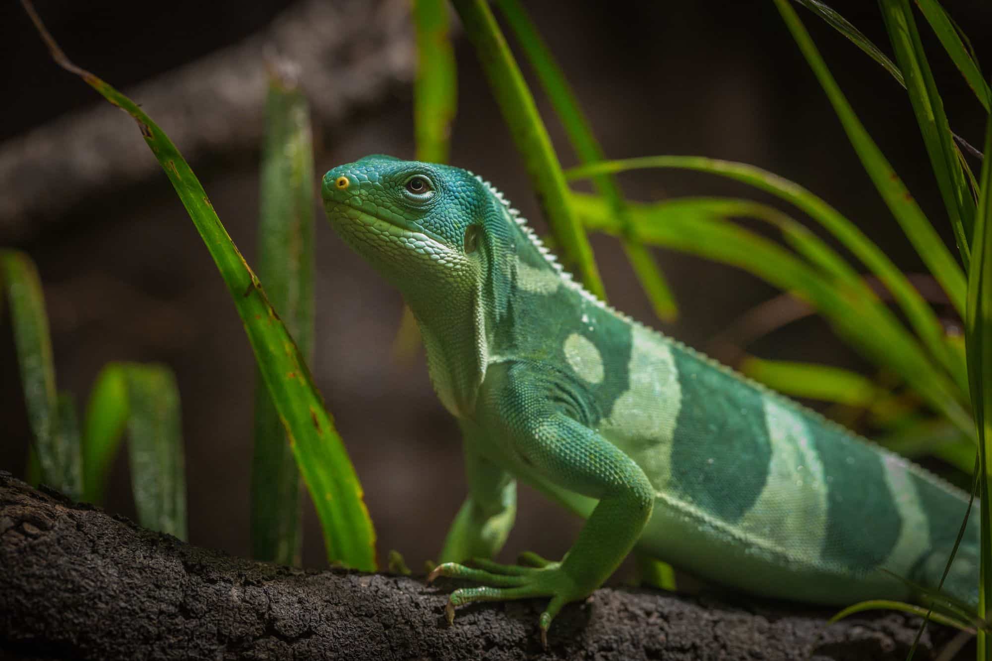 Fijian iguana - Newquay Zoo