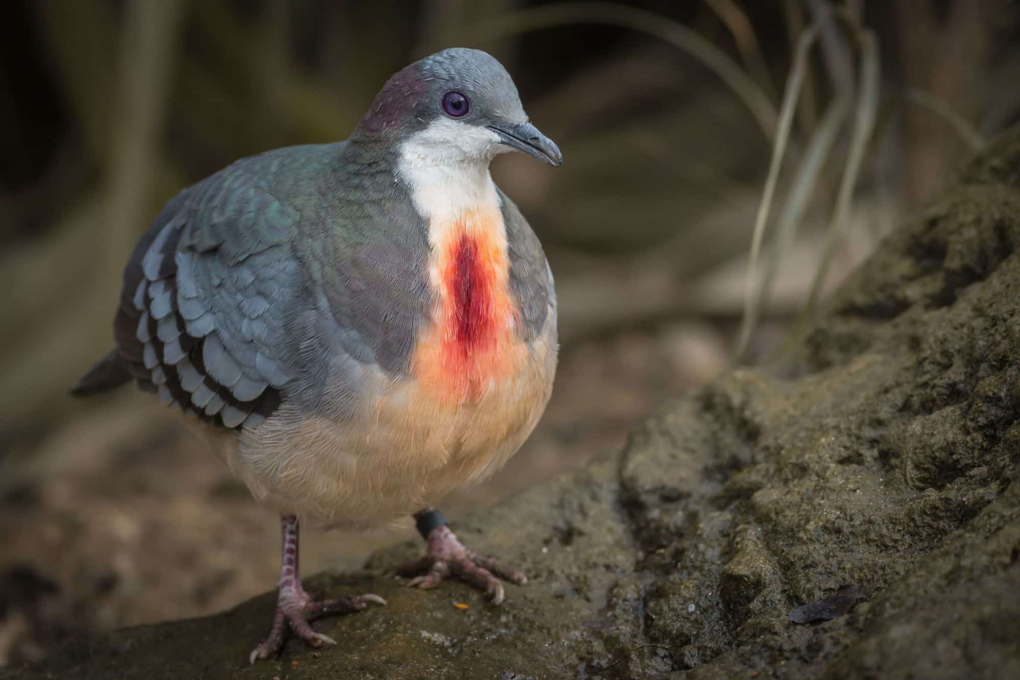 Luzon bleeding heart dove - Newquay Zoo