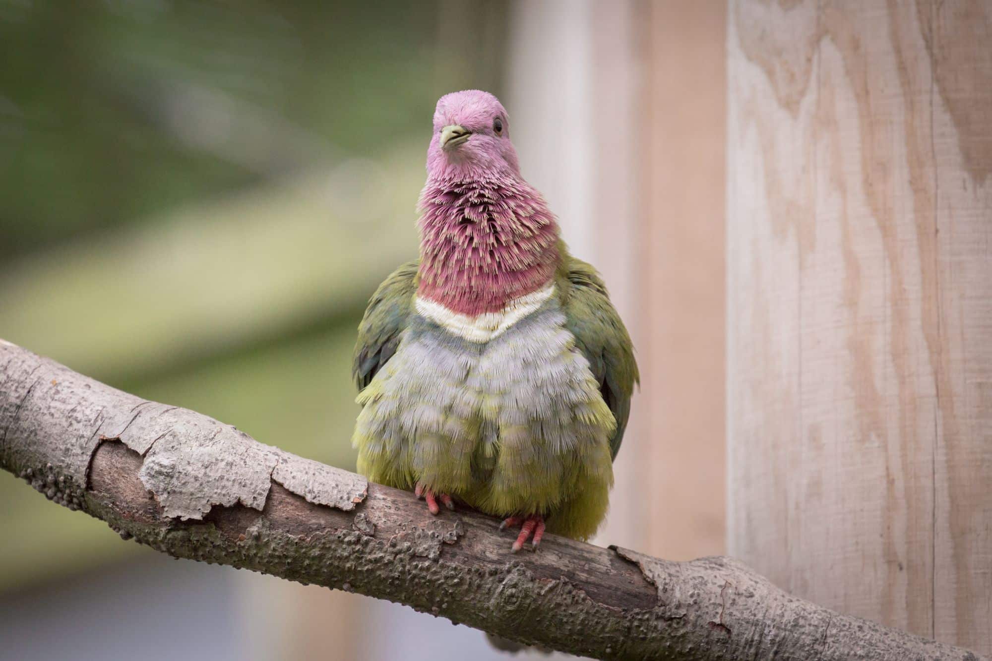 Pink-headed fruit dove - Newquay Zoo
