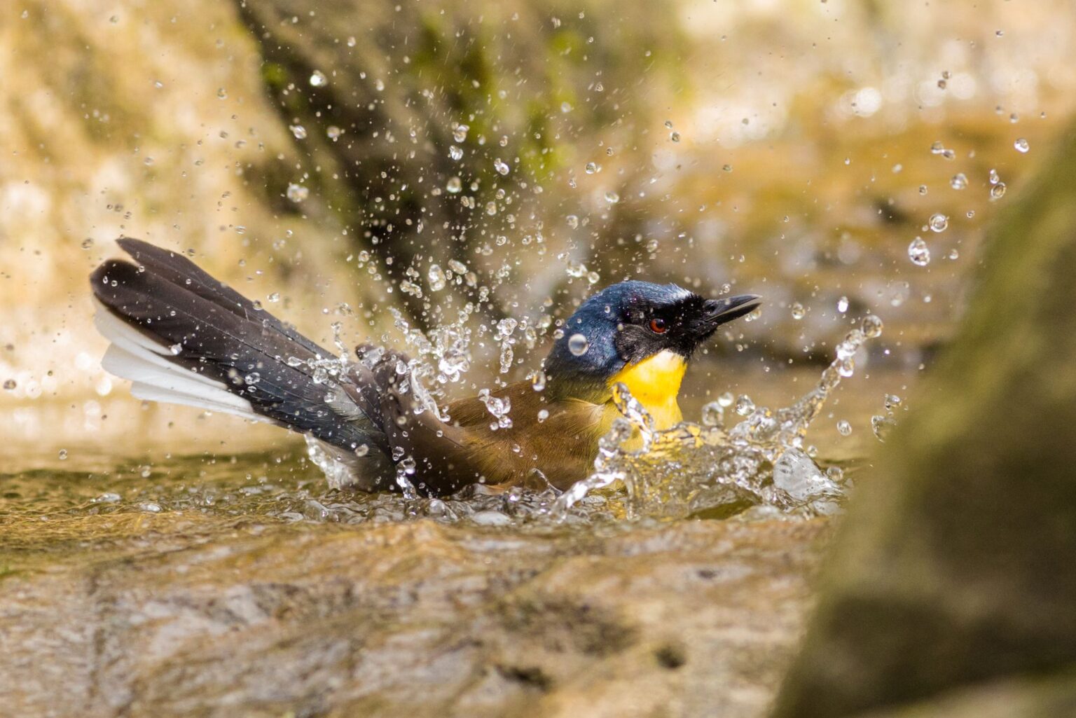 Blue-crowned laughingthrush - Newquay Zoo