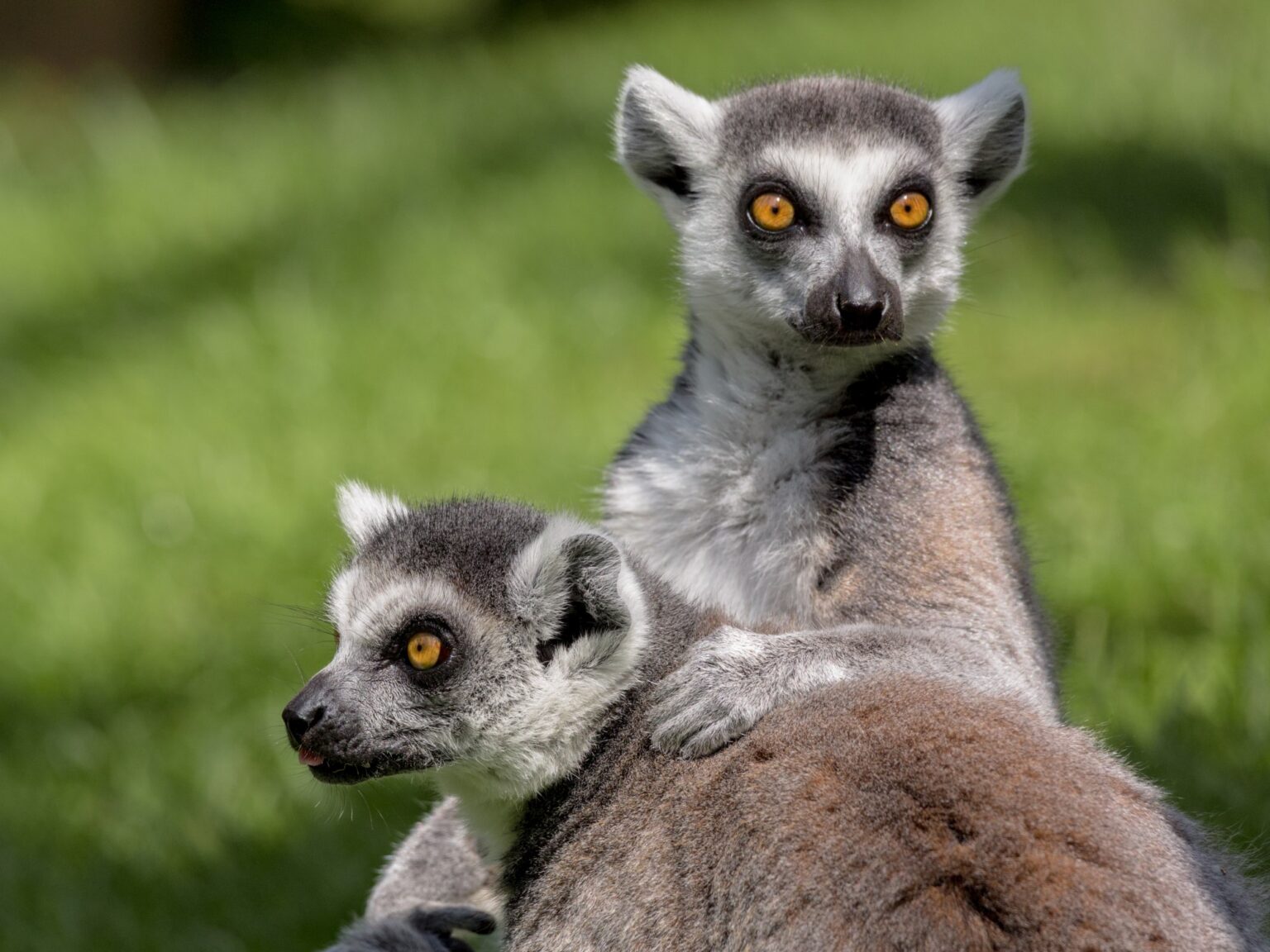 Ring-tailed lemurs - Newquay Zoo