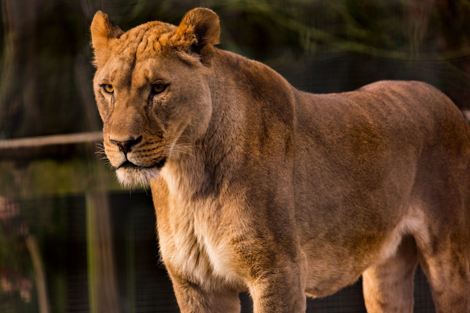 Plan your Visit - Newquay Zoo