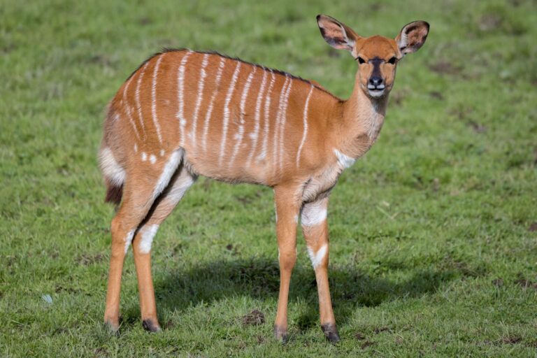 Nyala - Newquay Zoo