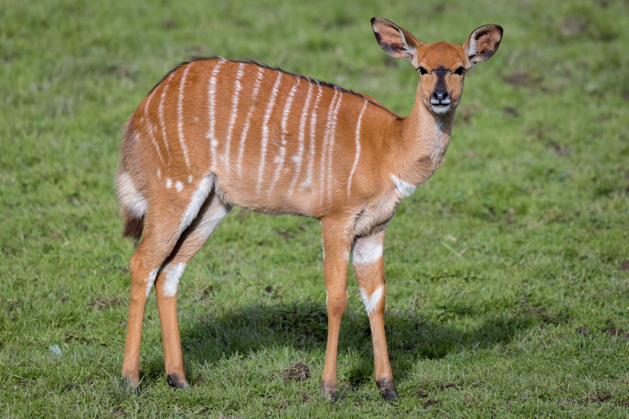 Nyala - Newquay Zoo