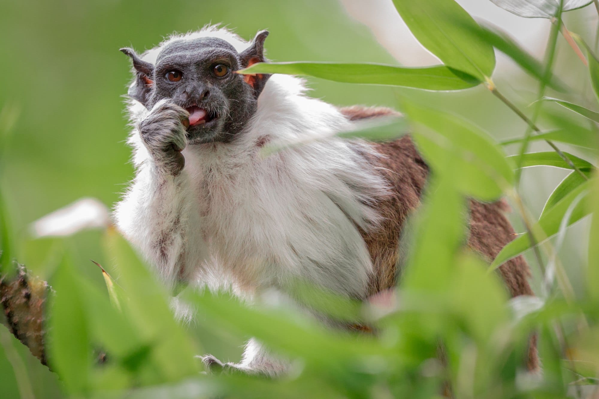 Pied tamarin - Newquay Zoo
