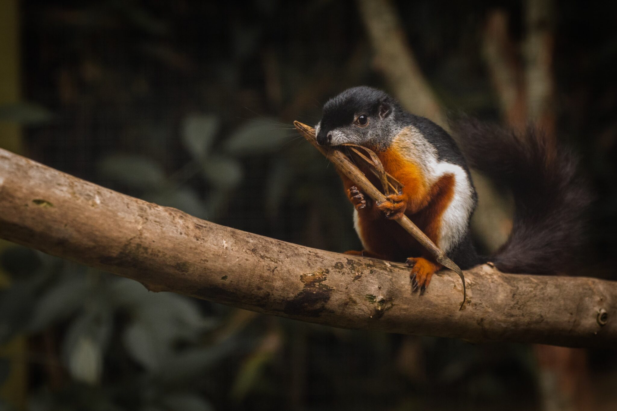 Prevost's squirrel - Newquay Zoo