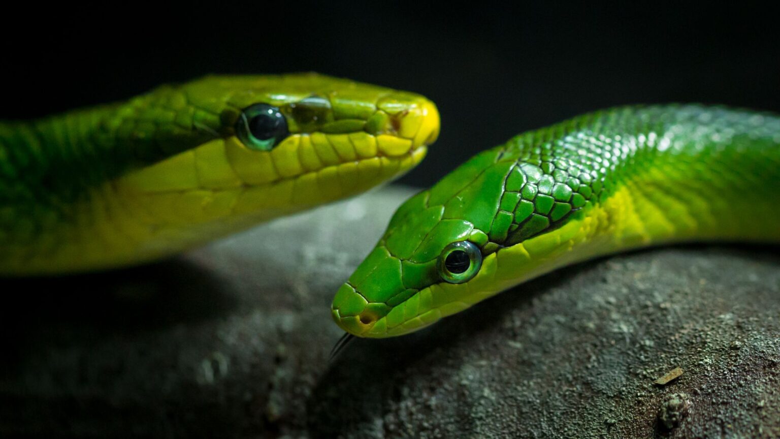 Red tailed racer snake - Newquay Zoo