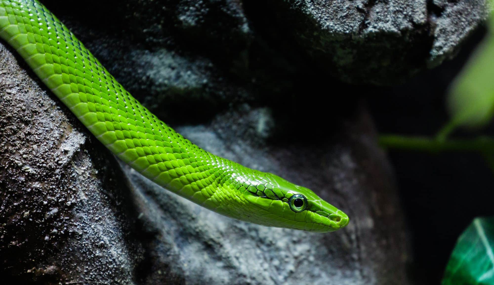 Red tailed racer snake - Newquay Zoo