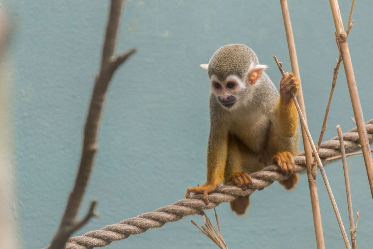 Squirrel monkey - Newquay Zoo