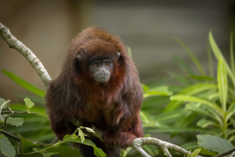 Coppery titi monkey - Newquay Zoo