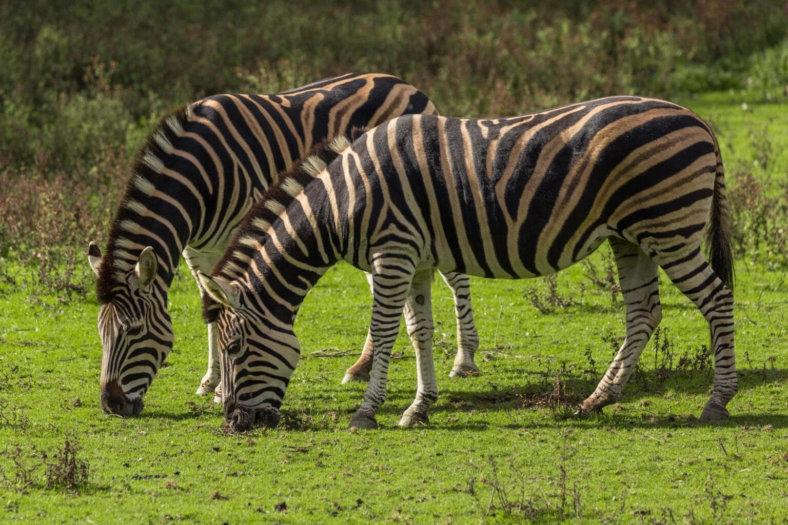Chapman's zebra - Newquay Zoo