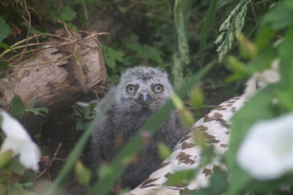 Newquay Zoo welcomes first ever snowy owl chick - Newquay Zoo