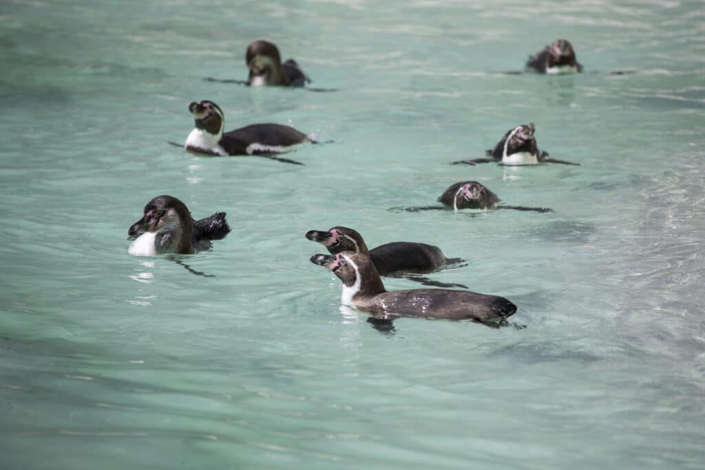 Penguins on the move - Newquay Zoo