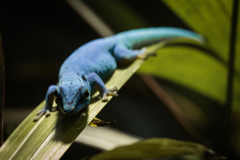 The fight to save endangered geckos - Newquay Zoo