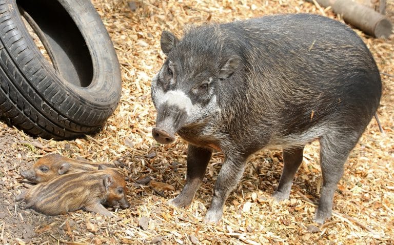 Joy as endangered warty pigs born at Newquay Zoo - Newquay Zoo