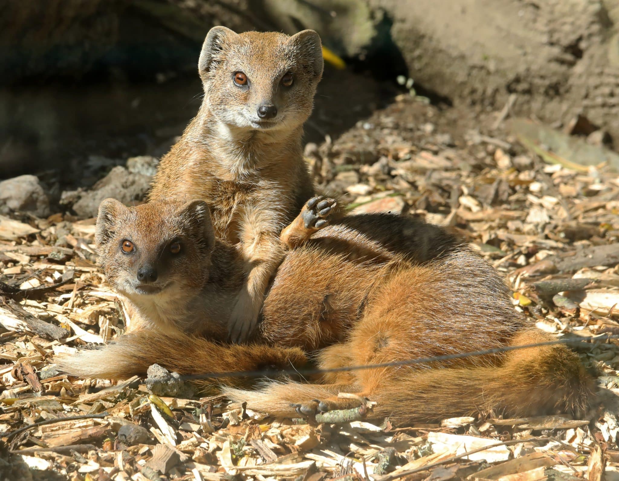 Yellow mongoose - Newquay Zoo