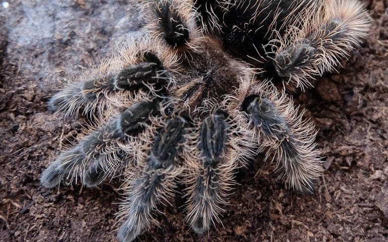 Curly hair tarantula - Newquay Zoo