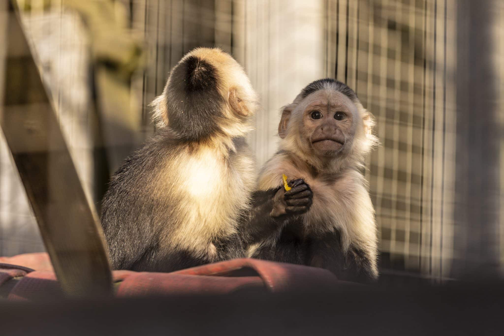 Meet our marvellous monkeys! - Newquay Zoo