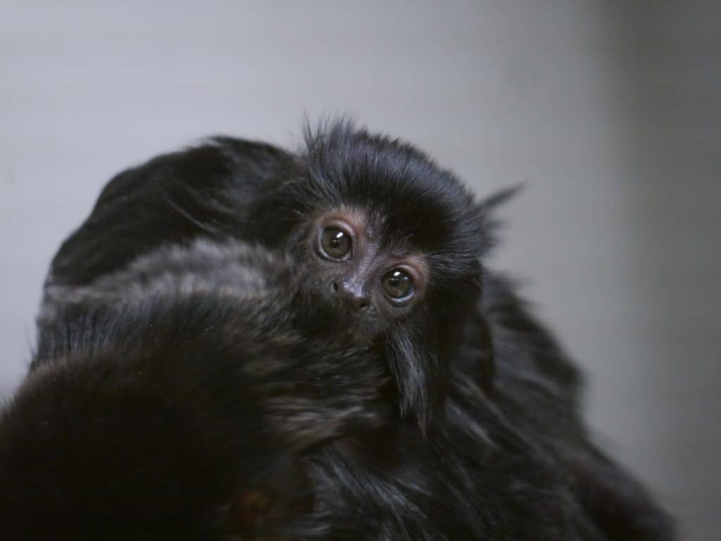 Baby Monkey Cheyenne Mountain Zoo Celebrates Valentine's Day With New