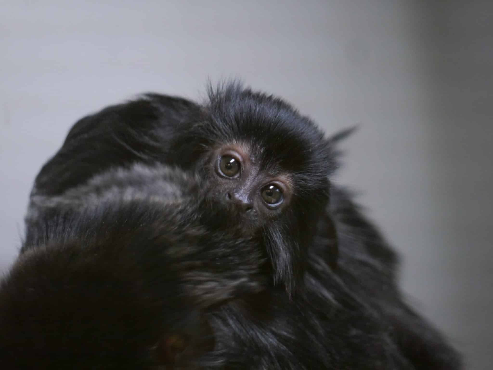 Monkey the size of a golf ball born at Newquay Zoo - Newquay Zoo
