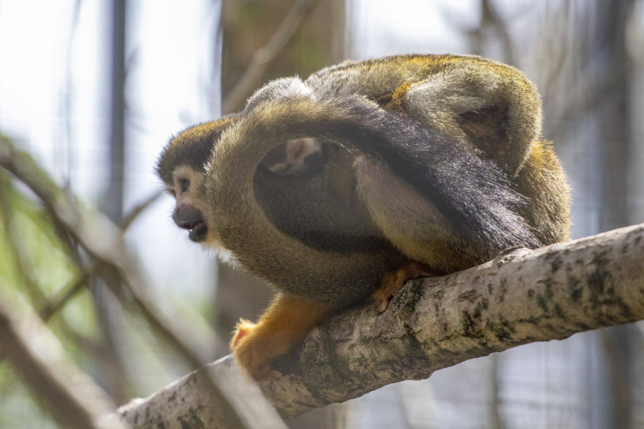 Meet our marvellous monkeys! - Newquay Zoo