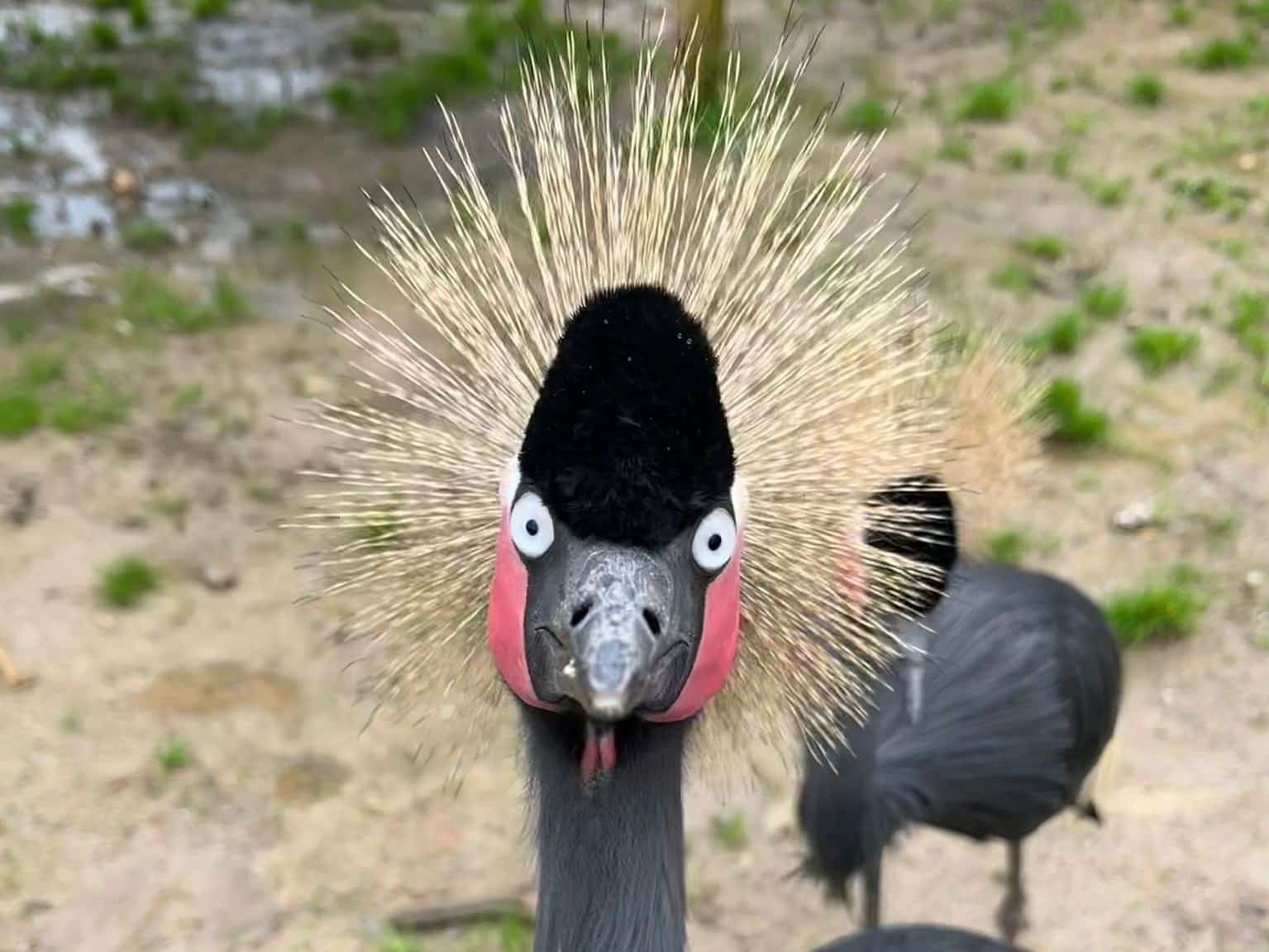 Crowns in the animal kingdom - Newquay Zoo
