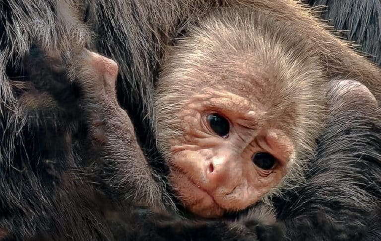 New baby capuchin steals hearts at Newquay Zoo - Newquay Zoo